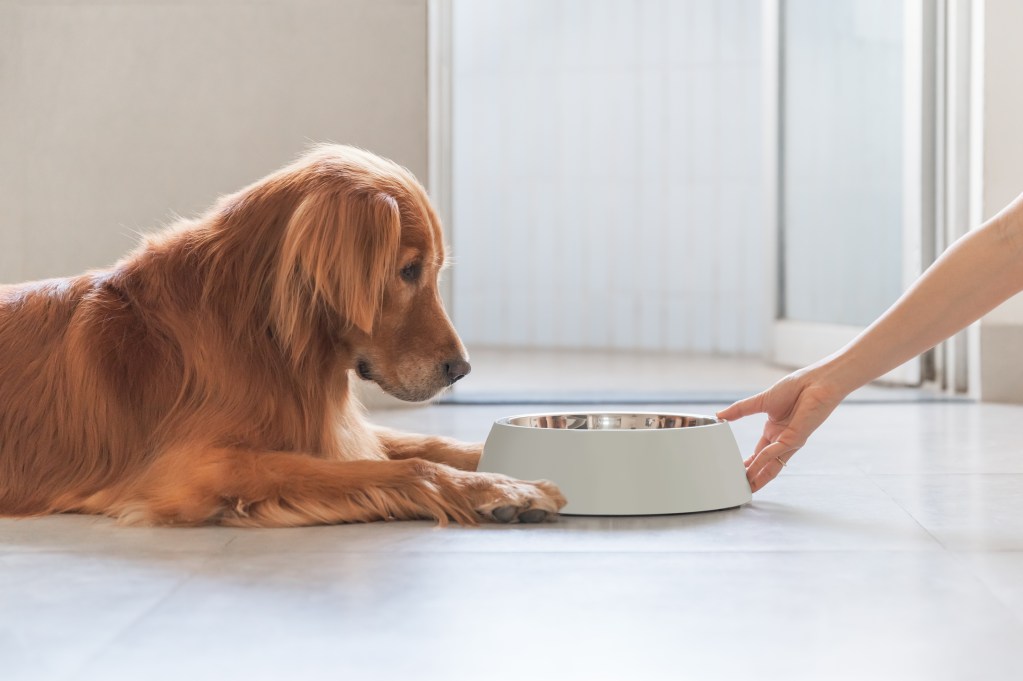 Different types of pet food and their benefits - Bigbasket Lifestyle Blog