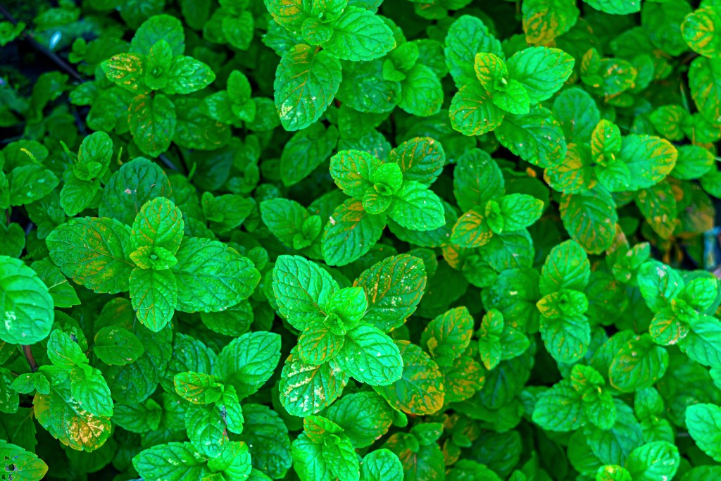 8 Reasons to add pudina to your diet - Bigbasket Lifestyle Blog